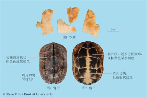 龟甲的功效与作用 副作用禁忌 别名 用量 中药材 方剂汇