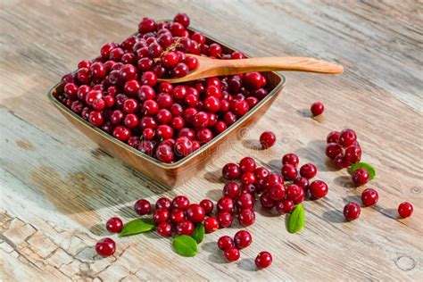 клюква Куча свежих зрелых ягод с листьями Вручите вычерченную
