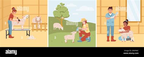 Sheep Breeding Flat Set With Farmers Shearing Feeding And Giving