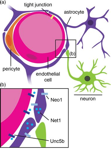 Netrin‐1 And Its Receptors Regulate The Architecture Of The Bloodbrain