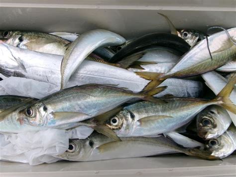 アジ大漁です！！−釣り船 鴨居大室 一郎丸【東京湾神奈川県横須賀三浦】