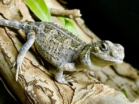 Earless Grassland Lizard By Tylerdurdin404 On Deviantart