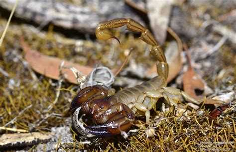 Growth And Ecdysis Mark Newton