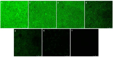 Influence Of Different Cationic Polymer Based Micelles On The Corneal Behavior And Anti Cataract