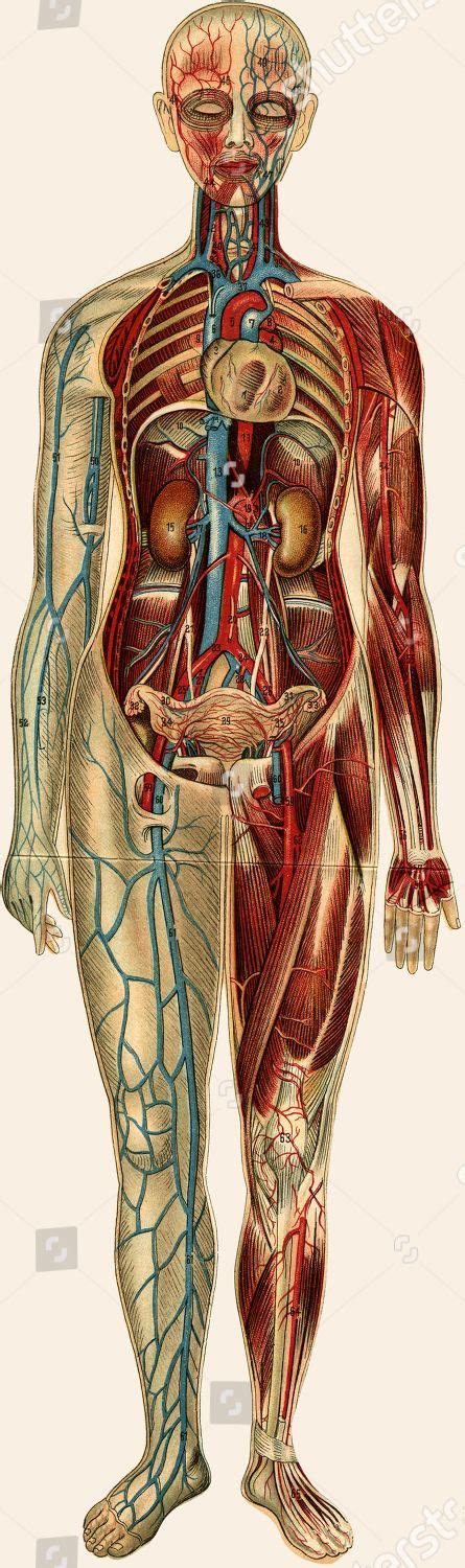Diagram Showing Major Arteries Human Body Editorial Stock Photo Stock Image Shutterstock