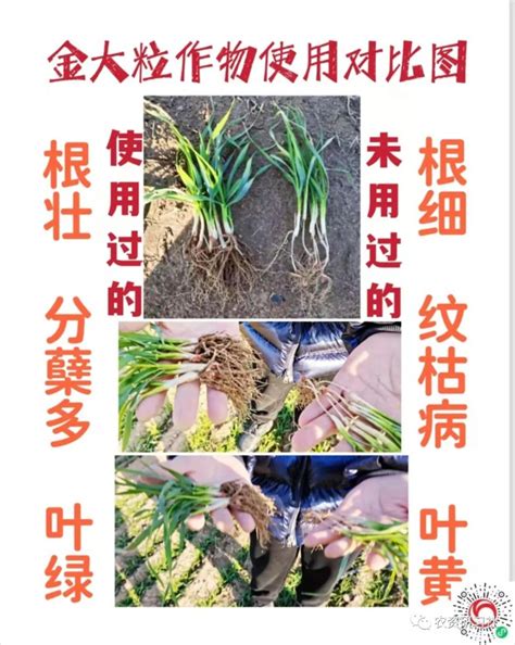 金大粒微生物菌剂在小麦上的作用何钢龙专栏191农资人 农技社区服务平台