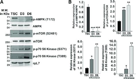 Ampk And Mtor Signaling During Trophoblast Differentiation A Wb