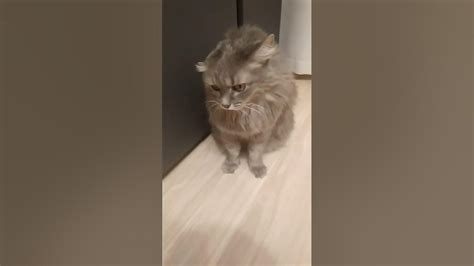 Кошка обиделась 😥🐈 Youtube