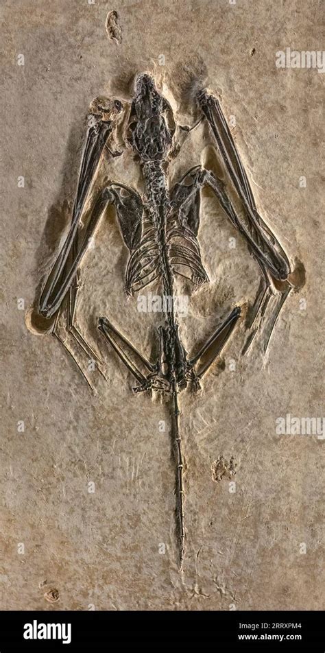 Fossil Bat Icaronycteris Index Early Eocene 52myo Fossil Butte