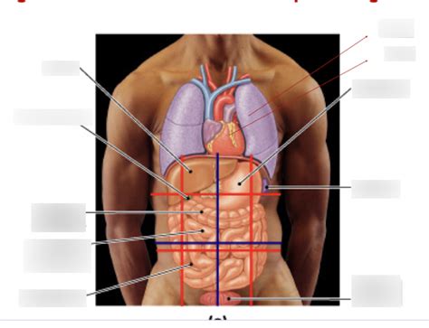 Organs Diagram Quizlet