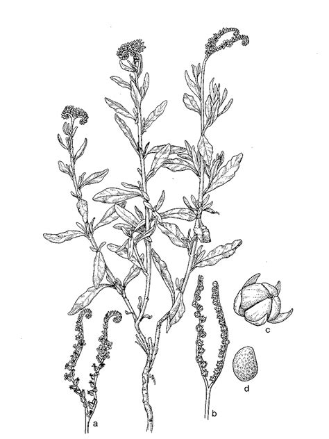 Weed Flower Drawing At Getdrawings Free Download
