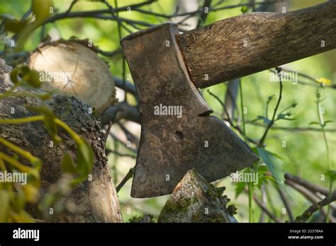 Close Up Of An Old Rusty Axe Stuck In A Tree Trunk Representing Logging Wood Chopping And