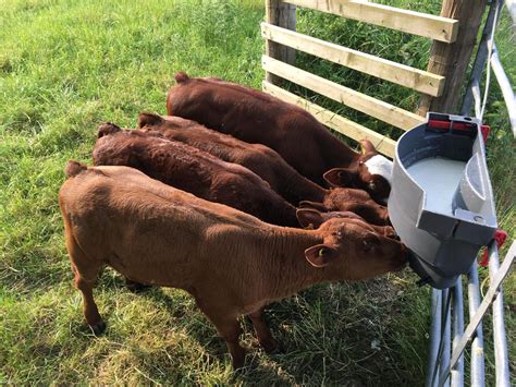 Raising Calves — Plaw Hatch Farm