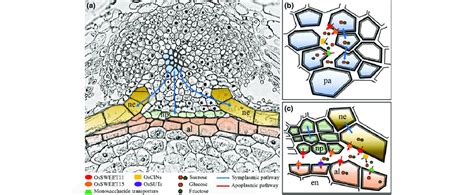 Proposed Model For Sugar Unloading In Rice Caryopses Possible Download Scientific Diagram