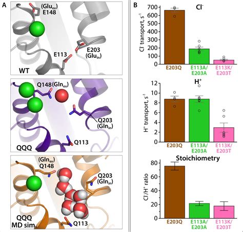 Figures And Data In A Clc Ec1 Mutant Reveals Global Conformational