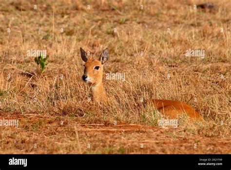 Oribi Ourebia Ourebi Oribi Oribis Gazelles Ungulates Even Toed