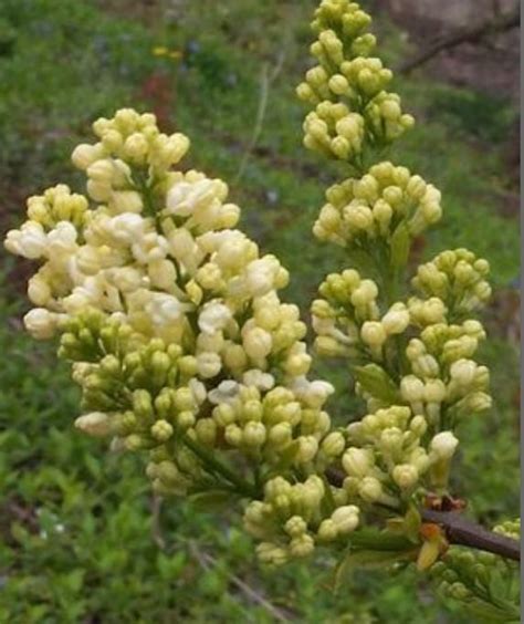 Syringa Vulgaris Primrose Beyond The House