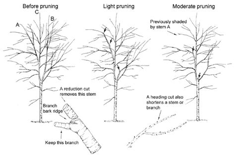 Arbor Veritas Tree Truth