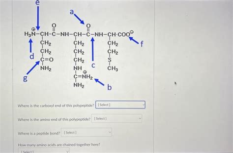 Solved Use This Image Of A Short Polypeptide To Answer The