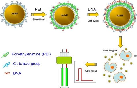Schematic Illustration On The Procedure Of Aunps Polyplex Synthesis And