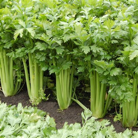 Celery Images