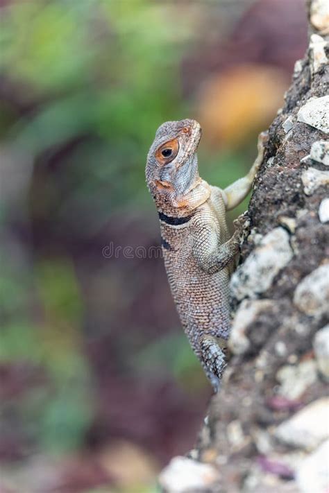 Cuvier S Madagascar Swift Oplurus Cuvieri Tsingy De Bemaraha