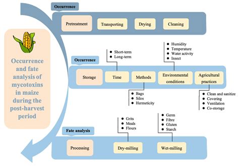 Occurrence And Fate Analysis Of Mycotoxins In Maize During The Post