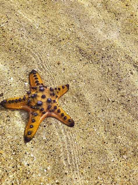 夏天海滩上的海星