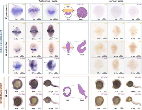 Spatial Expression Of Larva Related Genes In The Trochophore Larvae Of