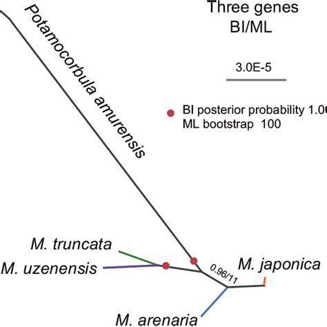 Bayesian Bi And Maximum Likelihood Ml Consensus Tree Inferred From
