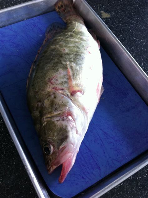 Alex Chiangs Ib Biology Blog Cladogram