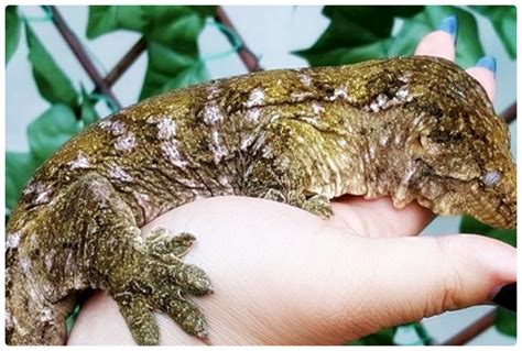 애완 도마뱀 종류 게코 리키에너스 수명 도마뱀 키우기 먹이 네이버 블로그