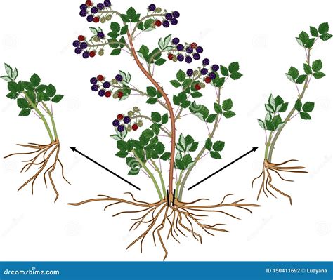 Blackberry Vegetative Reproduction Scheme Blackberry Shrub With Ripe Berries Root System And