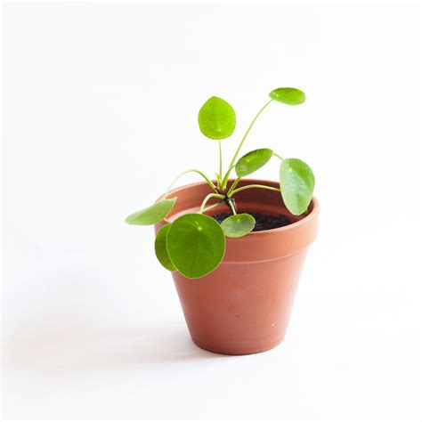 Pilea Small Ava Accessoires