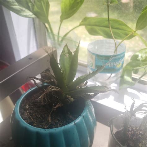 🌵 Key Stages In The Life Of A Agave