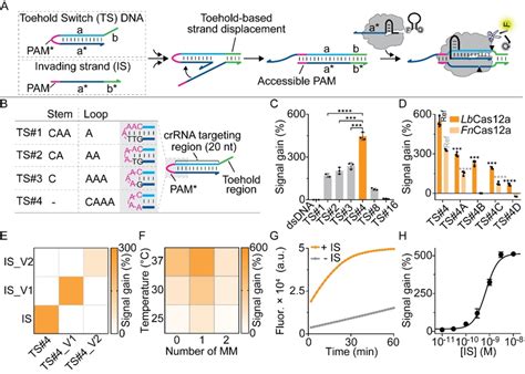 Design And Optimization Of Pam‐engineered Toehold Switch Dna Triggering