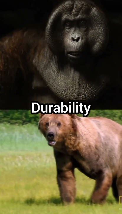 Gigantopithecus Blacki Vs Grizzly Bear Gigantopithecusblacki Grizzlybear Vsedits Fypviral