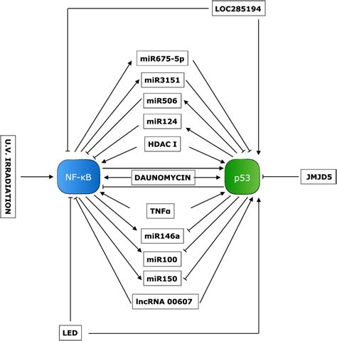 Transcriptional And Post Transcriptional Crosstalk Between Nf κb And Download Scientific