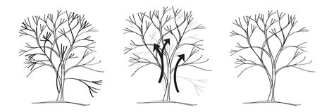 Pruning Ornamental Trees Seattle S Favorite Garden Store Since Swansons Nursery