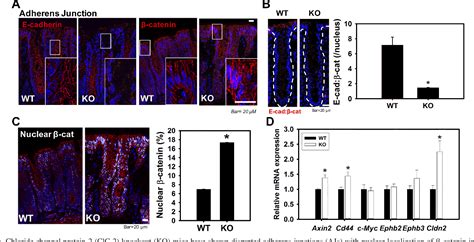 Figure 3 From Knockout Of Clc 2 Reveals Critical Functions Of Adherens Junctions In Colonic