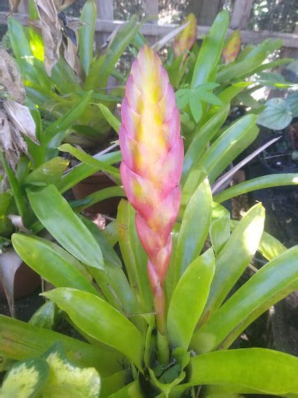 Vriesea Incurvata Viveiro Bueno