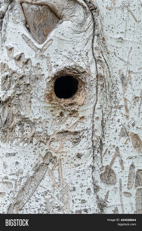 Thick Tree Trunk Round Image And Photo Free Trial Bigstock