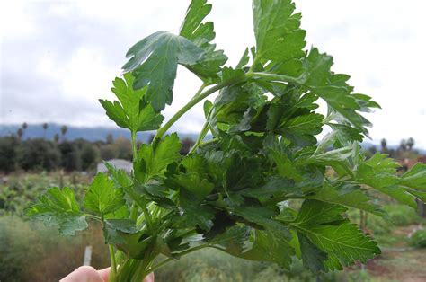 Parsley The Plant Good Seed Company