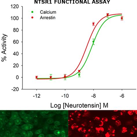 Neurotensin Receptor 1 Assay Innoprot Neurotensin Receptor 1 Assay