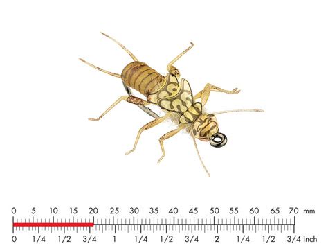 Tungsten Stonefly Nymph 3 Black