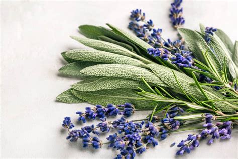 Catmint Vs Salvia อะไรคือความแตกต่างของพวกเขา Newagepitbulls