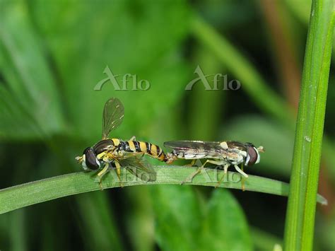ホソヒメヒメヒラタアブ 交尾 185584870 の写真素材 アフロ