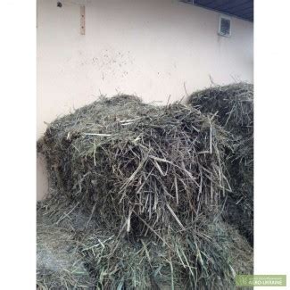 Продам Сено, купить сено, Киевская обл — Agro-Ukraine