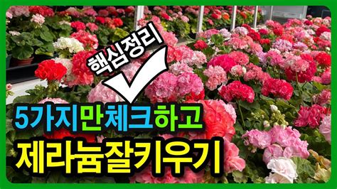 제라늄 잎이 작고 잘 크지 않는다면 5가지만 체크하기 제라늄 키우는방법 물주기물주는방법제라늄분갈이후물주기 제라늄잘키우기 Youtube