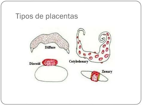 Anatomía veterinaria